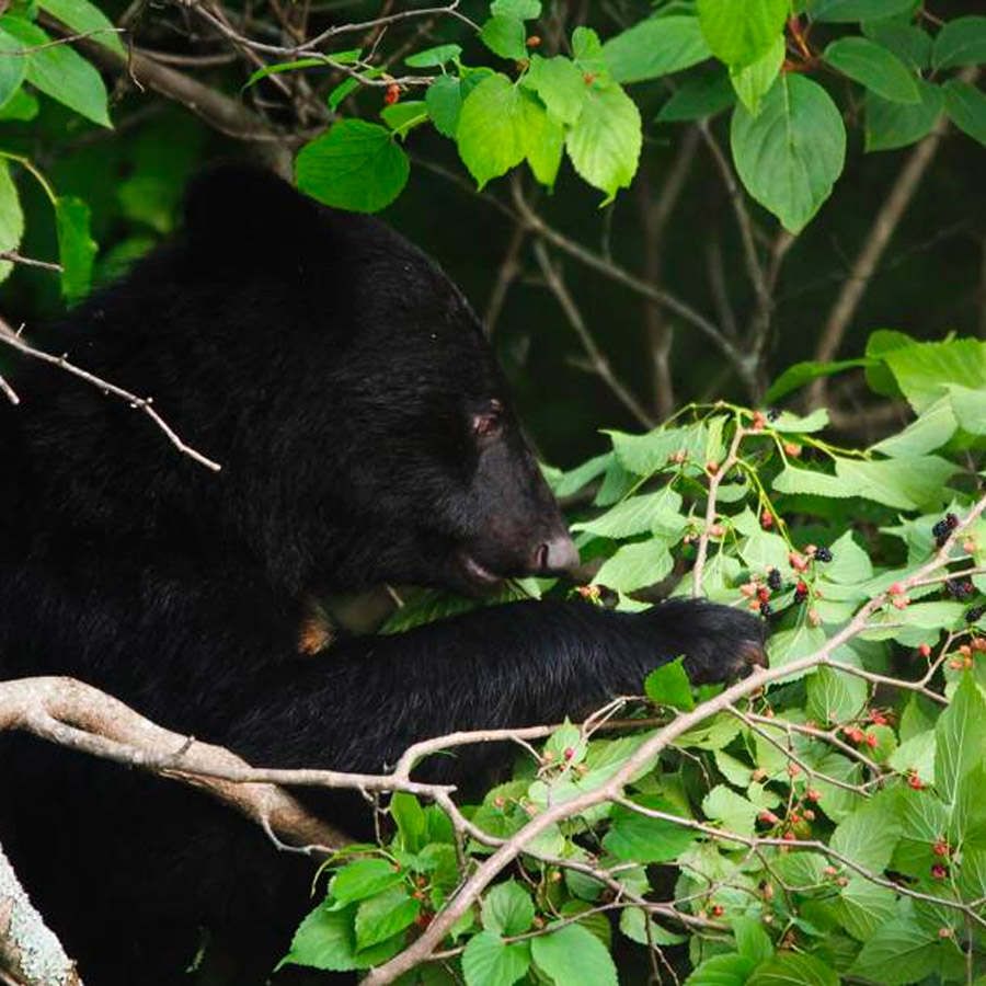 Bear Conservation - Picchio Wildlife Research Center