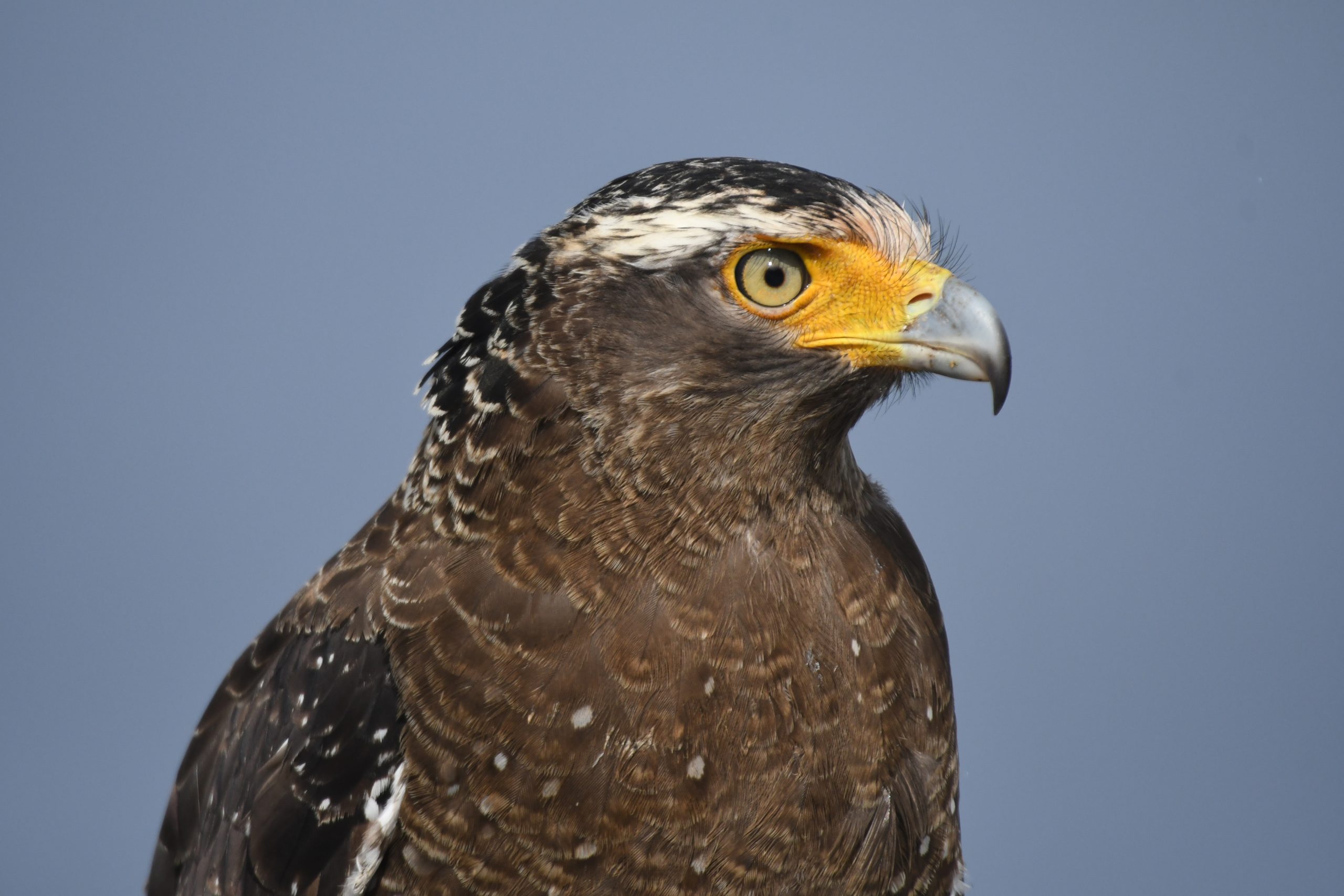 Birds of Karuizawa - Wildlife - Picchio