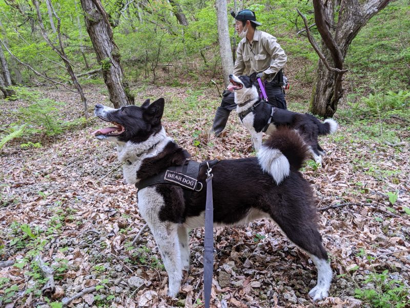 Meet the Bear Dogs - Picchio Wildlife Research Center